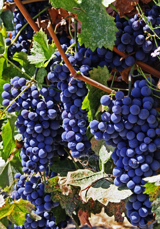 Merlot Grapes stock image. Image of vino, bunches, grapes - 1982149