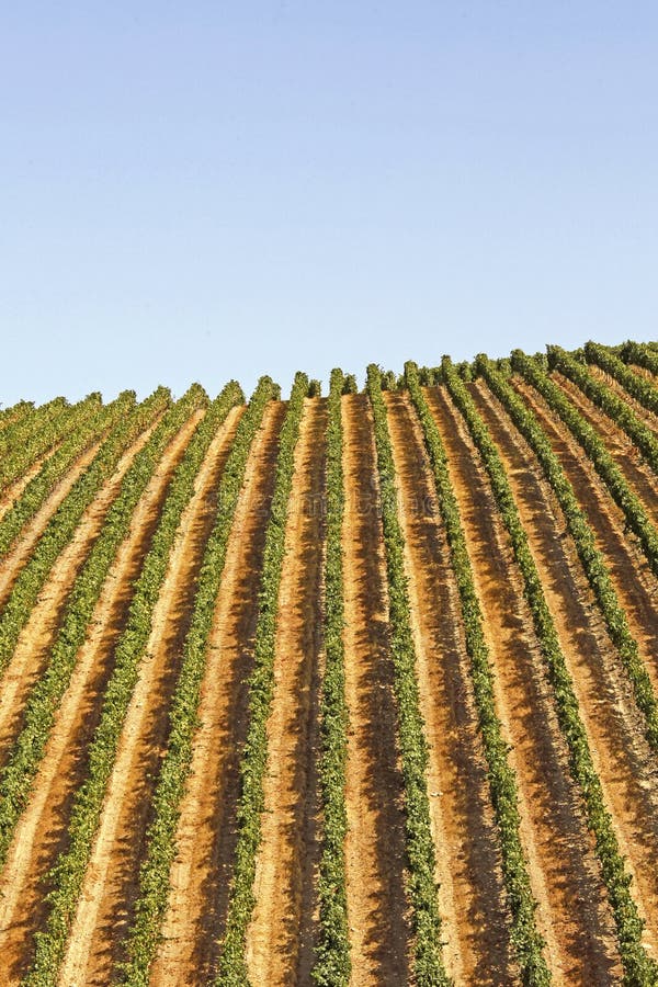 Merlot grapes on the vine stock image. Image of field - 23467623