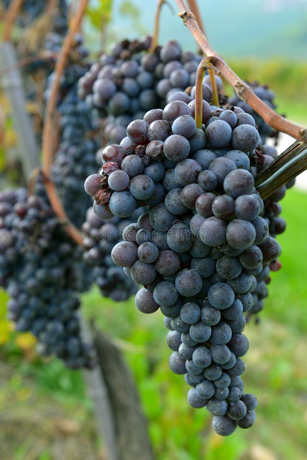 Merlot grapes stock image. Image of purple, scenic, fruit - 35437967