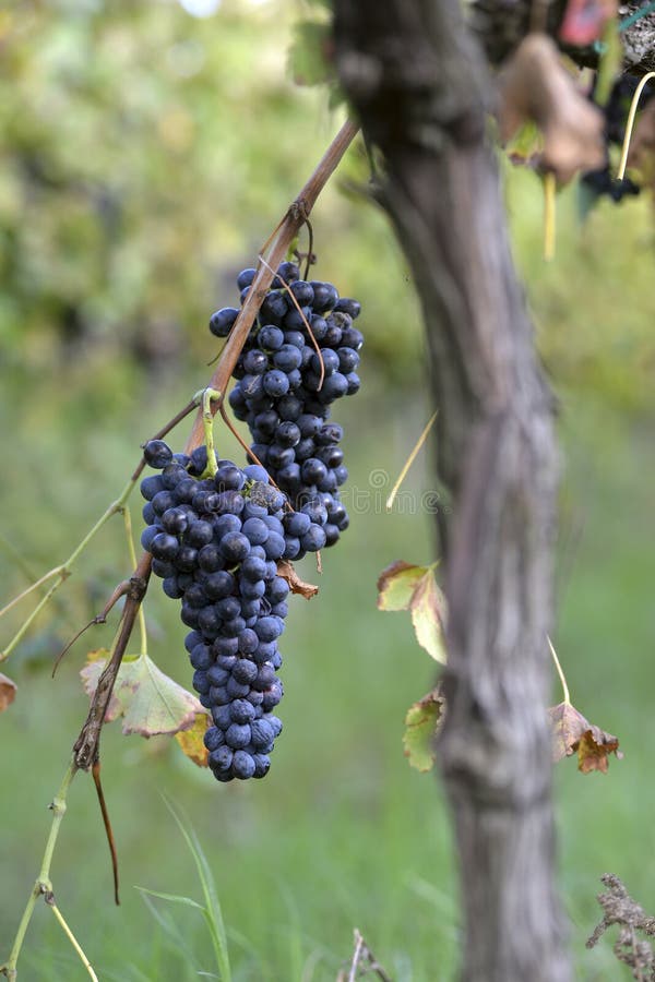 Merlot grapes stock image. Image of valley, pinot, vine - 31777837