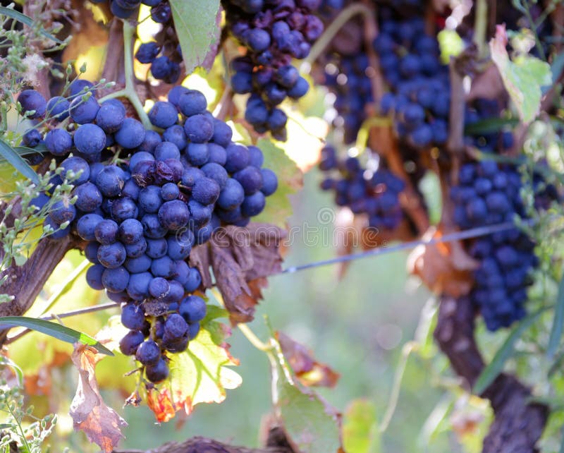 Merlot grapes stock photo. Image of napa, winery, grapevine - 45551560