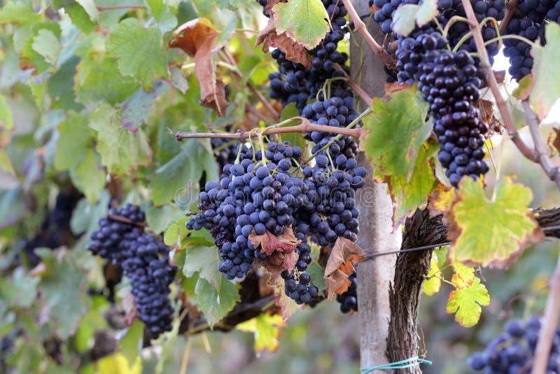 Merlot grapes stock image. Image of ripe, harvest, valley - 55828469