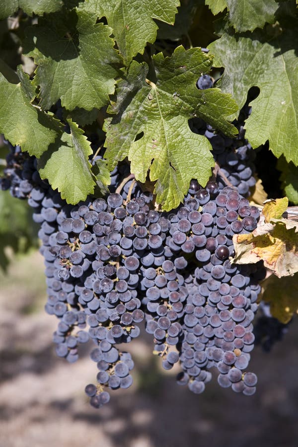 Merlot Grapes in Vineyard stock photo. Image of food, grapes - 4733814