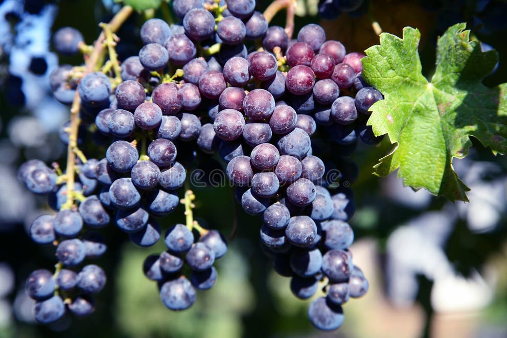 Merlot Grapes in Vineyard stock image. Image of purple - 5196999