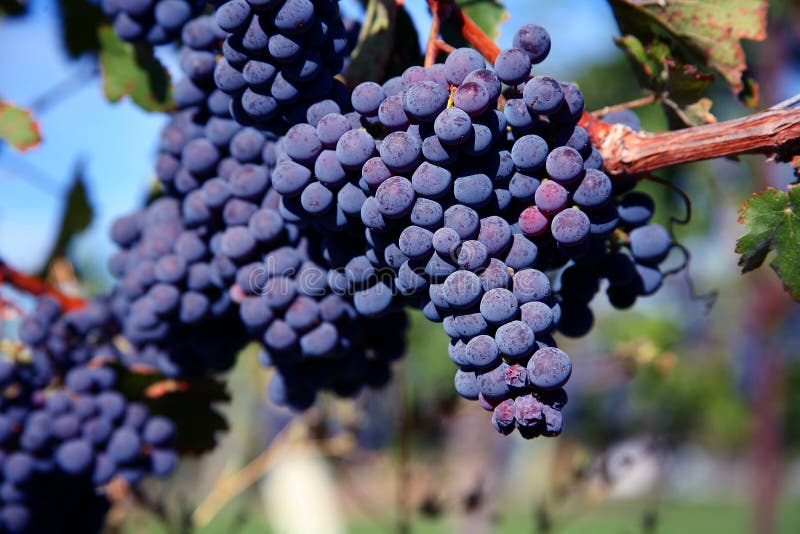 Merlot grapes stock photo. Image of nutritious, grapevine - 1938870
