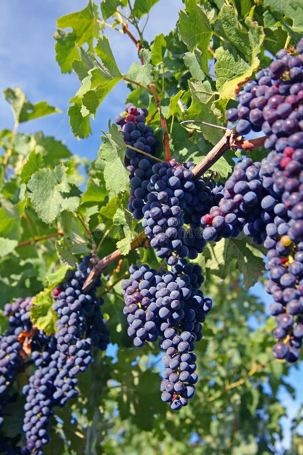 Merlot Grapes in Vineyard stock image. Image of pinot - 5952455