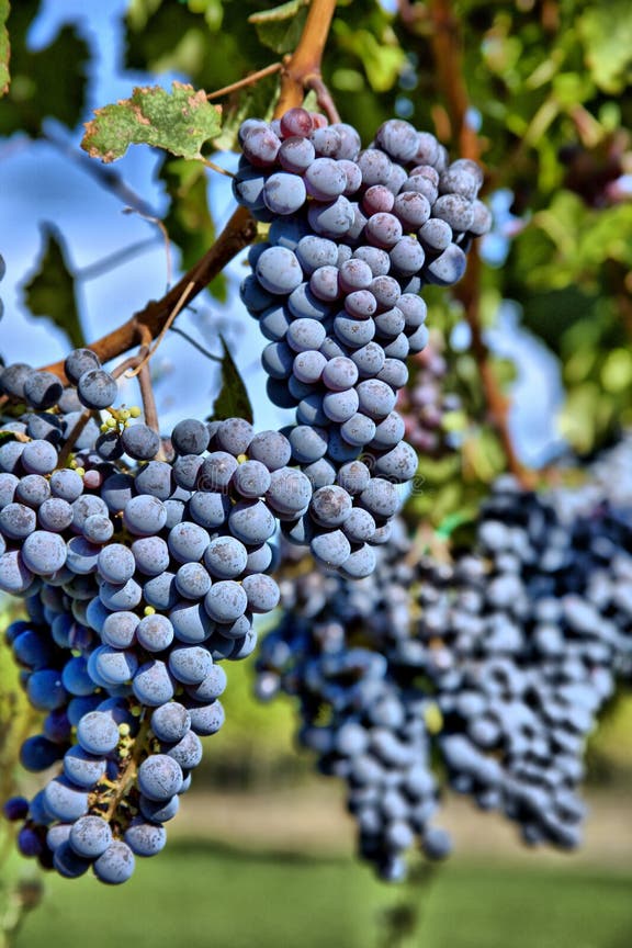 Merlot Grapes in Vineyard HDR Stock Photo - Image of country, grapevine ...