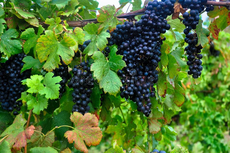Merlot Wijn stock afbeelding. Image of druiven, rijp - 56459457
