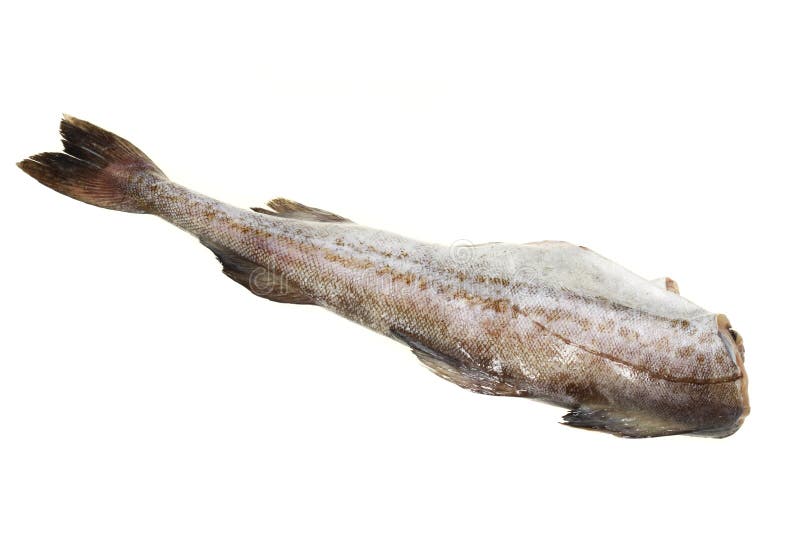 Merluzzo immagine stock. Immagine di bianco, raccordo - 22074379