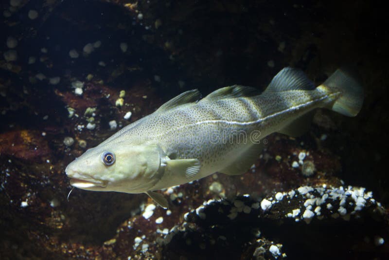 Merluzzo Atlantico Gadus Morhua Fotografia Stock - Immagine di alimento ...