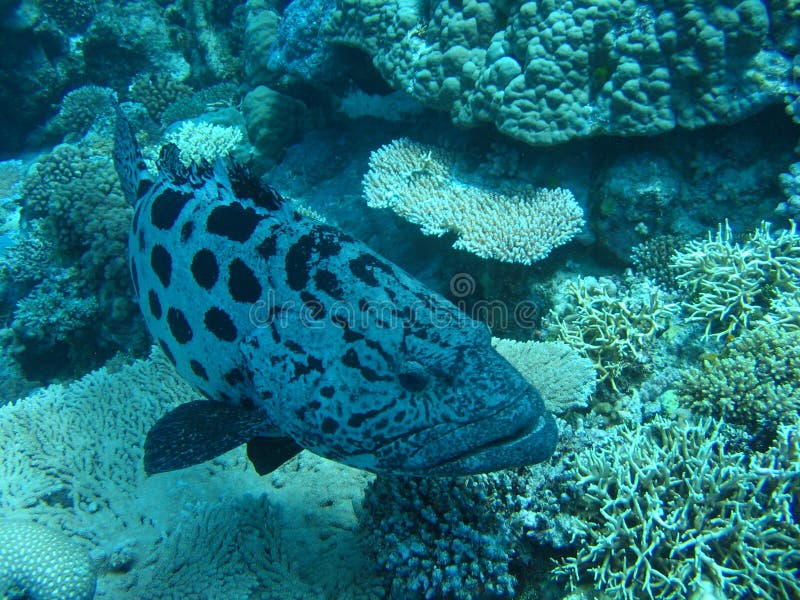 Merluzzo E Coralli Della Patata Fotografia Stock - Immagine di ...