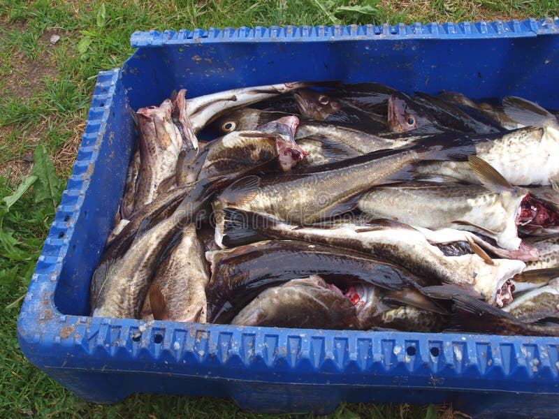 Merluzzo fresco immagine stock. Immagine di rete, pieno - 53299613