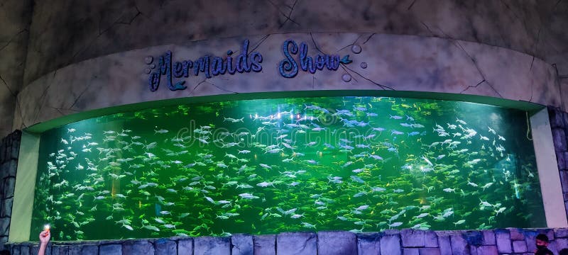 Mermaids show stock photo. Image of title, show, full - 261855930