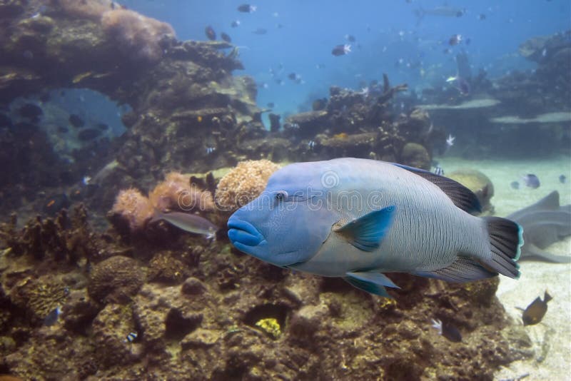 Mero Imagen. Imagen: 2382779