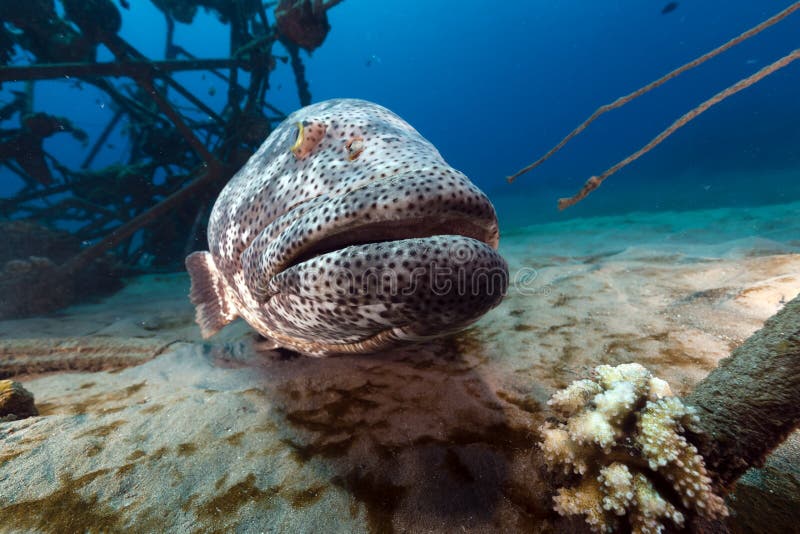 Mero De Malabar Las Aguas Tropicales Del Mar Rojo. Foto de archivo ...