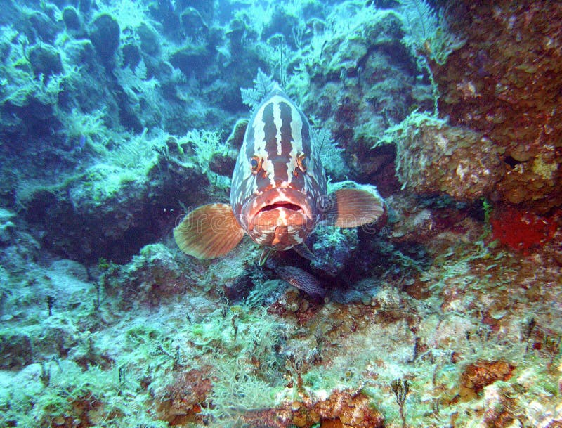 Mero de Nassau foto de archivo. Imagen de pescados, océano - 9289144