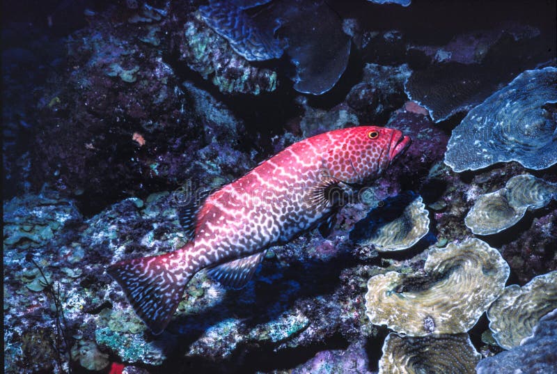 Mero rojo imagen de archivo. Imagen de coral, isla, tropical - 60570029