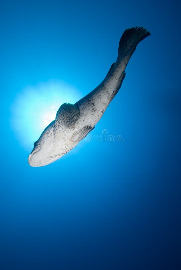 Mero y sol de Malabar. imagen de archivo. Imagen de pescados - 13780595