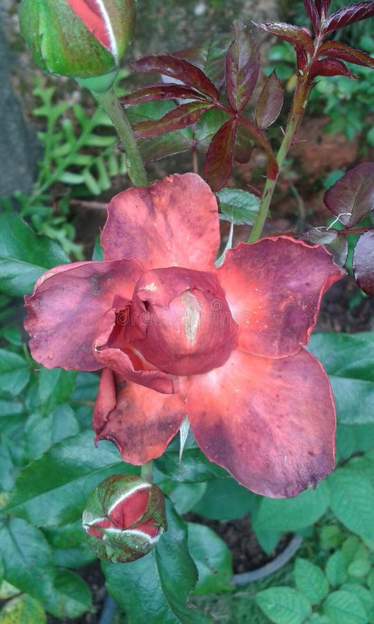 Meroon rose stock image. Image of rose, roseflower, rosebud - 81241203