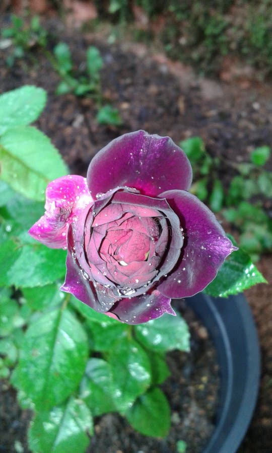 Meroon Rose Bud Stock Photos - Free & Royalty-Free Stock Photos from ...