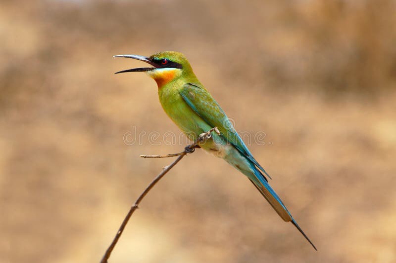 Meropidae Blue-tailed Bee-eater Stock Photo - Image of nesting, merops ...
