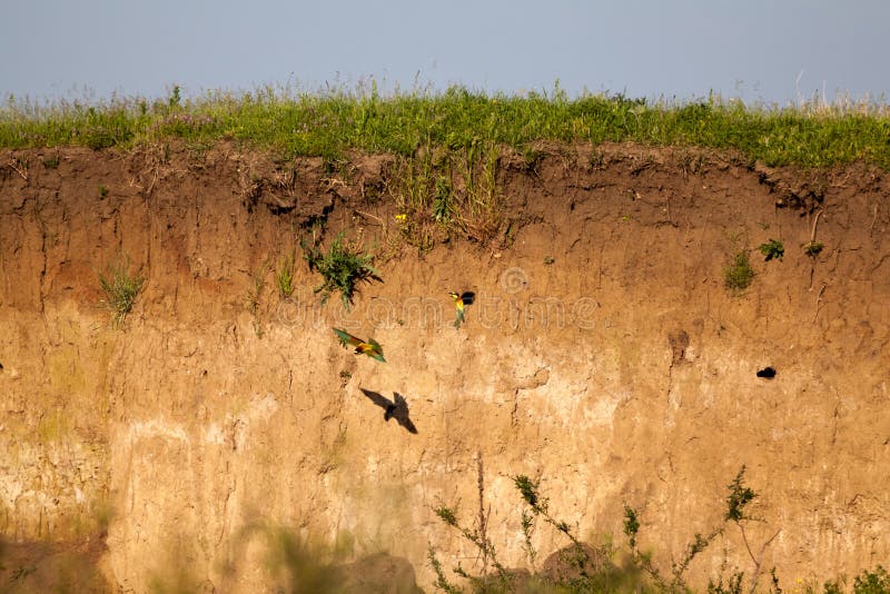 Merops apiaster birds stock photo. Image of blue, color - 120924294