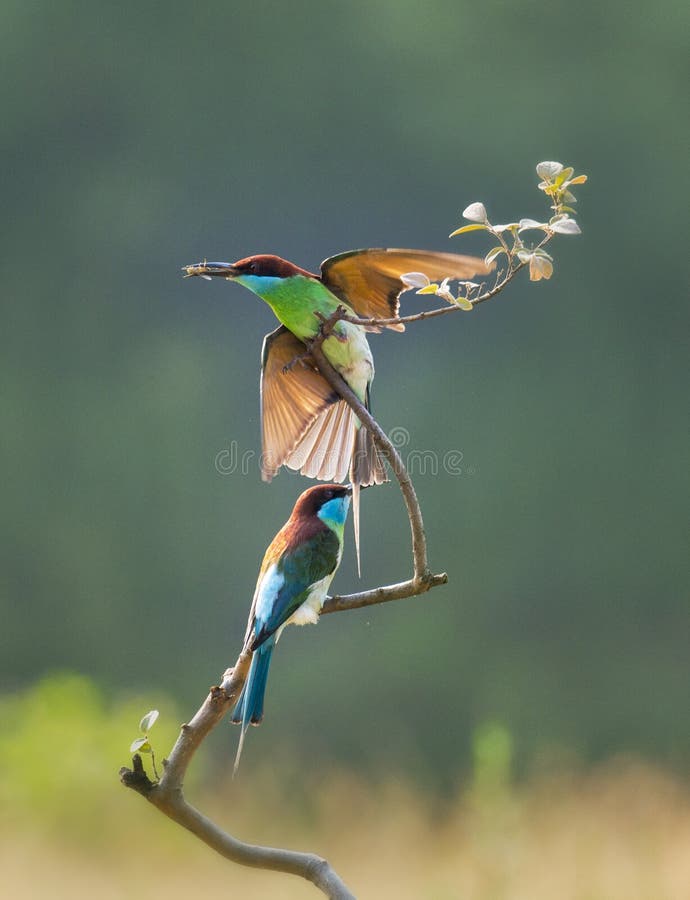 Closeup of Merops Apiaster on a Branch Stock Image - Image of nature ...