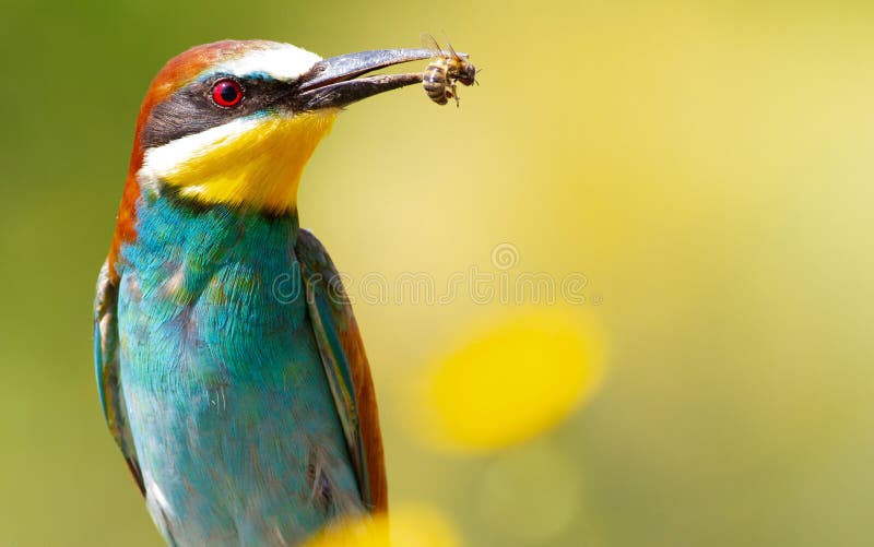 Merops Apiaster, Common Bee-eater. with a Bee in Its Beak Stock Photo ...