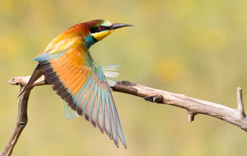 Common Bee-eater, Merops Apiaster. Bird Spread Its Wings Stock Photo ...