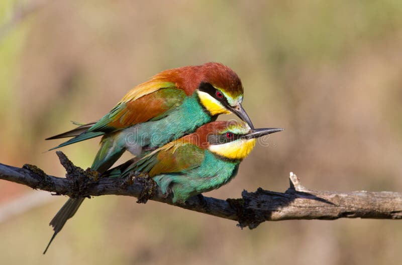 Common Bee-eater, Merops Apiaster. Two Birds are Sitting on a Branch ...