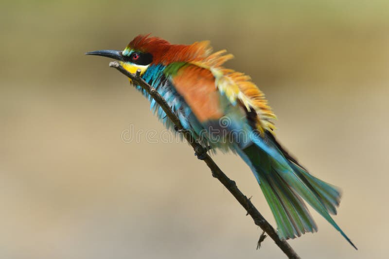 Merops apiaster 2 stock image. Image of shaggy, merops - 50972103