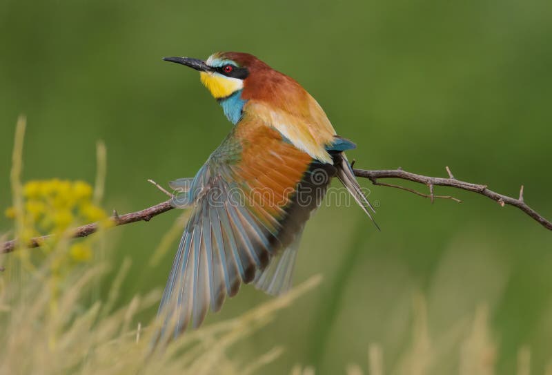 (Merops apiaster stock image. Image of couple, environment - 35502435