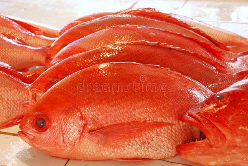 Meros foto de archivo. Imagen de sale, piscis, comestibles - 29326502