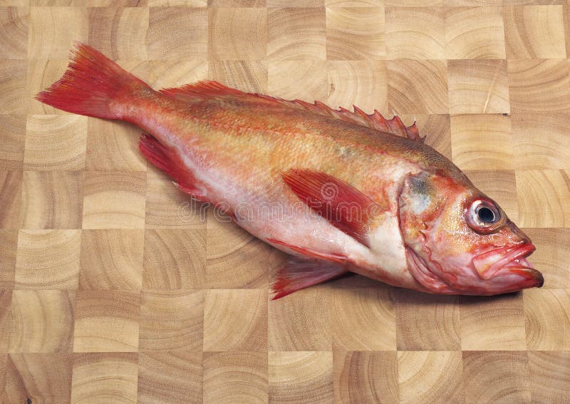 Merou stock image. Image of serranidae, restaurant, food - 170504699