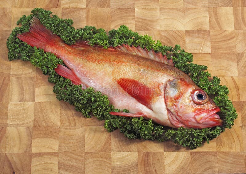 MEROU stock image. Image of studio, animal, life, still - 170505443