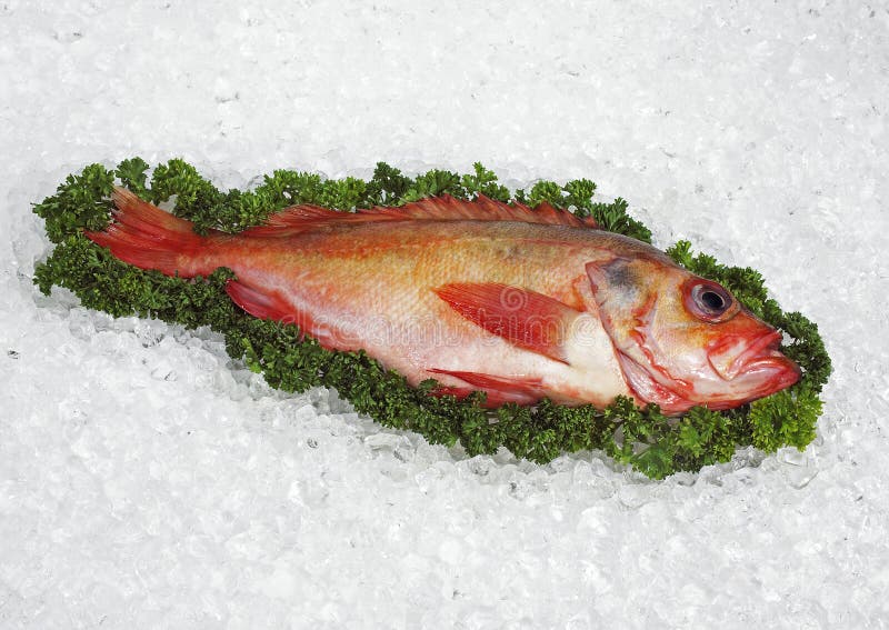 Merou stock image. Image of ingredient, life, serranidae - 172734025