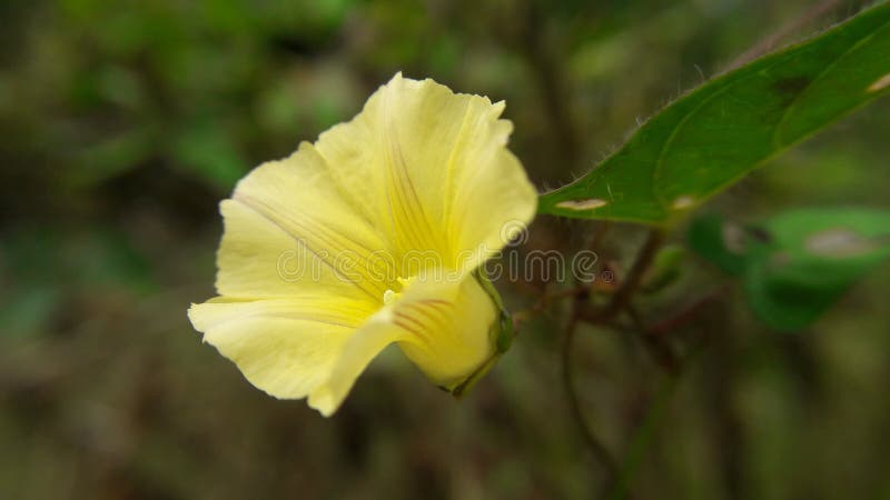 Merremia Umbellata/Merremia Umbellata 库存照片 - 图片 包括有 稀薄, 厚度: 115172620