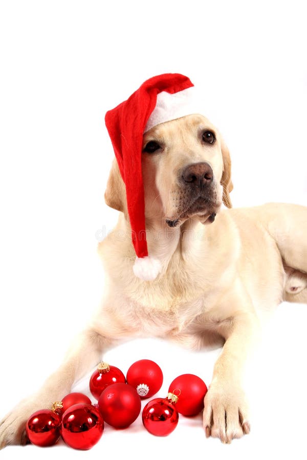 Merry christmas stock photo. Image of labrador, seasonal - 22362216