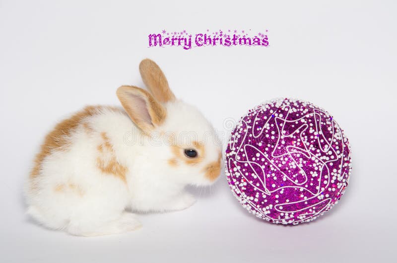 Merry Christmas Card with Bunny and Ball Stock Photo - Image of pets ...