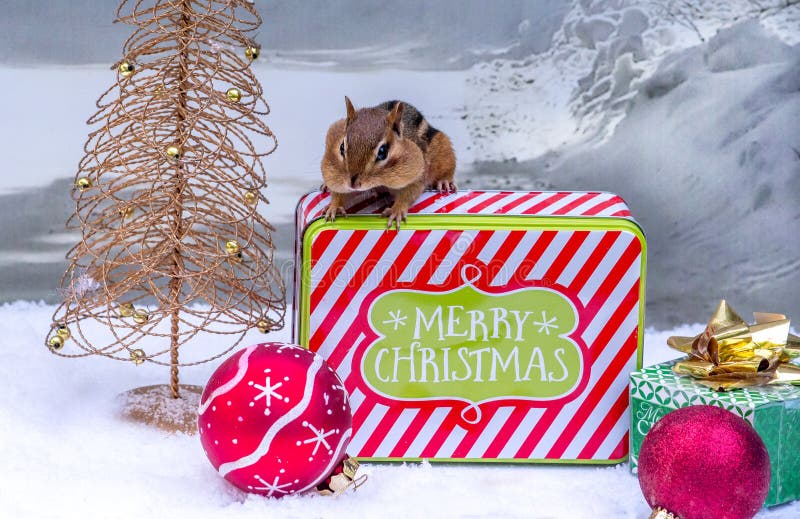 Merry Christmas Chipmunk Scene with Gifts Stock Photo - Image of ...
