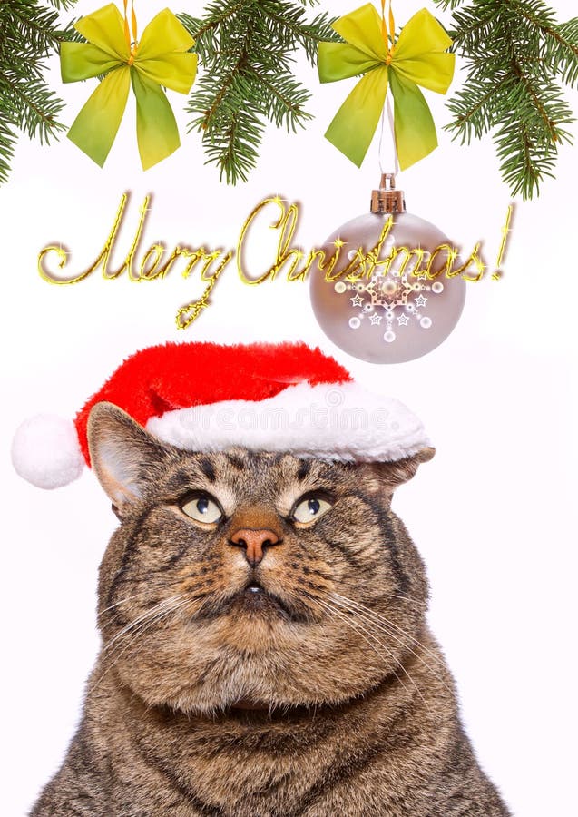 Merry Christmas! stock image. Image of decoration, merry - 47242115