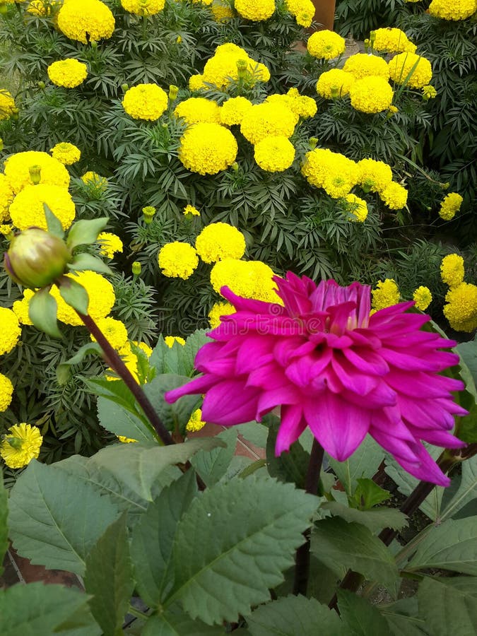 Merry gold stock image. Image of merry, flower, yellow - 137080793