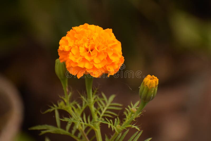 Merry gold stock photo. Image of nature, yellow, flower - 141675758