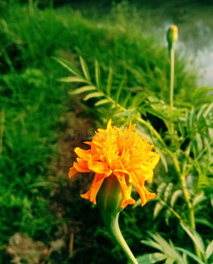 Merry Gold Flower Charming Orange Color Stock Photos - Free & Royalty ...