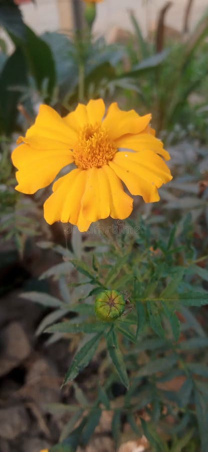 Merry Gold Flower and Plant Stock Image - Image of gold, merrygold ...