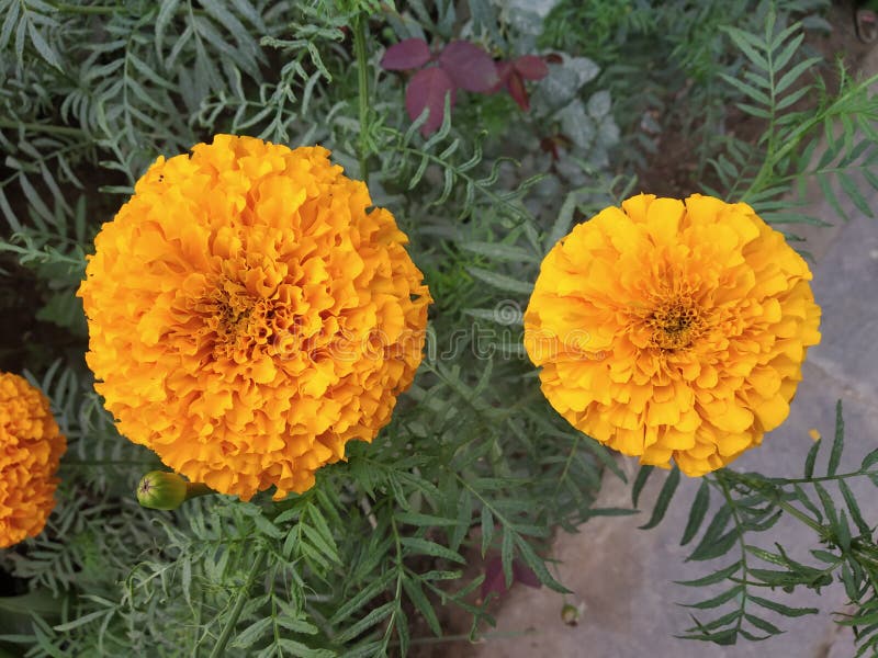 Merry Gold Green Gorden Yellow Stock Image - Image of yellow, gorden ...