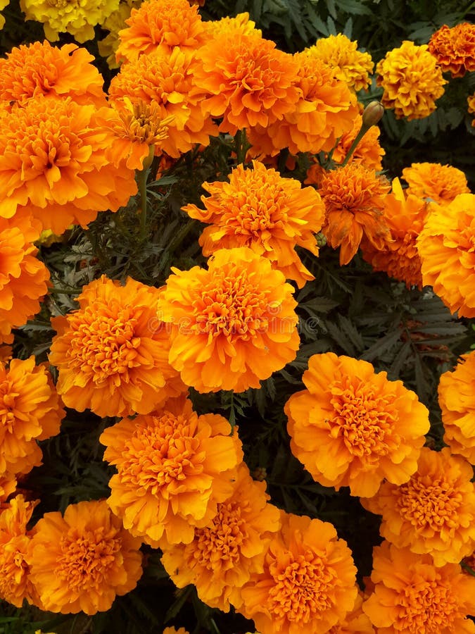 Merry gold stock image. Image of gold, yellow, orange - 137079331