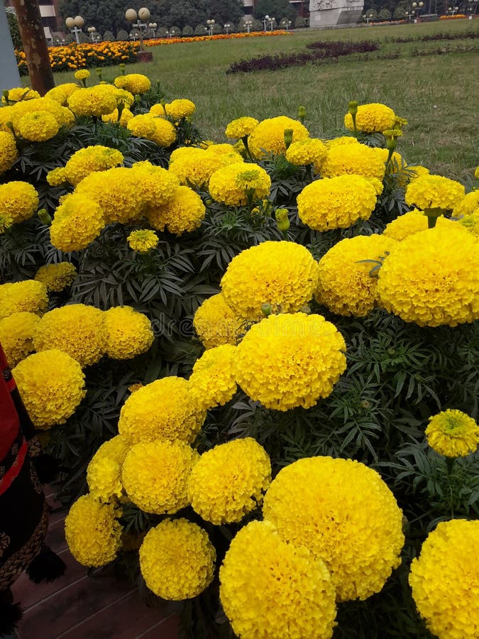 Merry gold stock photo. Image of flowers, yellow, orange - 137079302