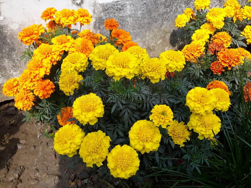 Merry gold stock photo. Image of blooming, merry, garden - 137828148