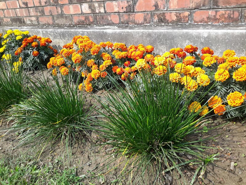 Merry Gold Flower in Orange Colour Stock Photo - Image of orange ...
